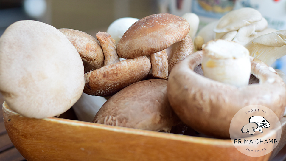 5 ways fungus-based technology will change the world - Prima Champ